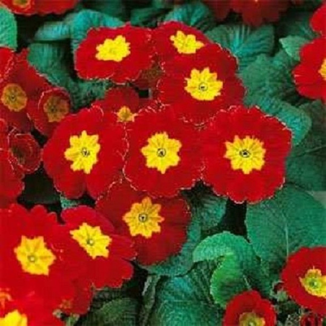 15+ Red Acaulis Primula Primrose / Perennial / Flower Seeds. - Etsy