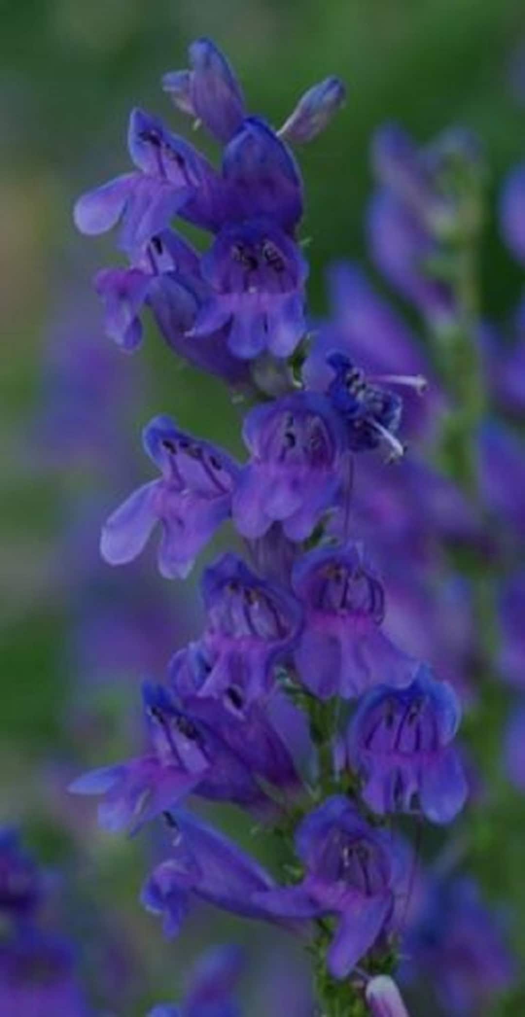 50+ Penstemon Violet Blue / Strictus / Perennial / Flower Seeds. - Etsy