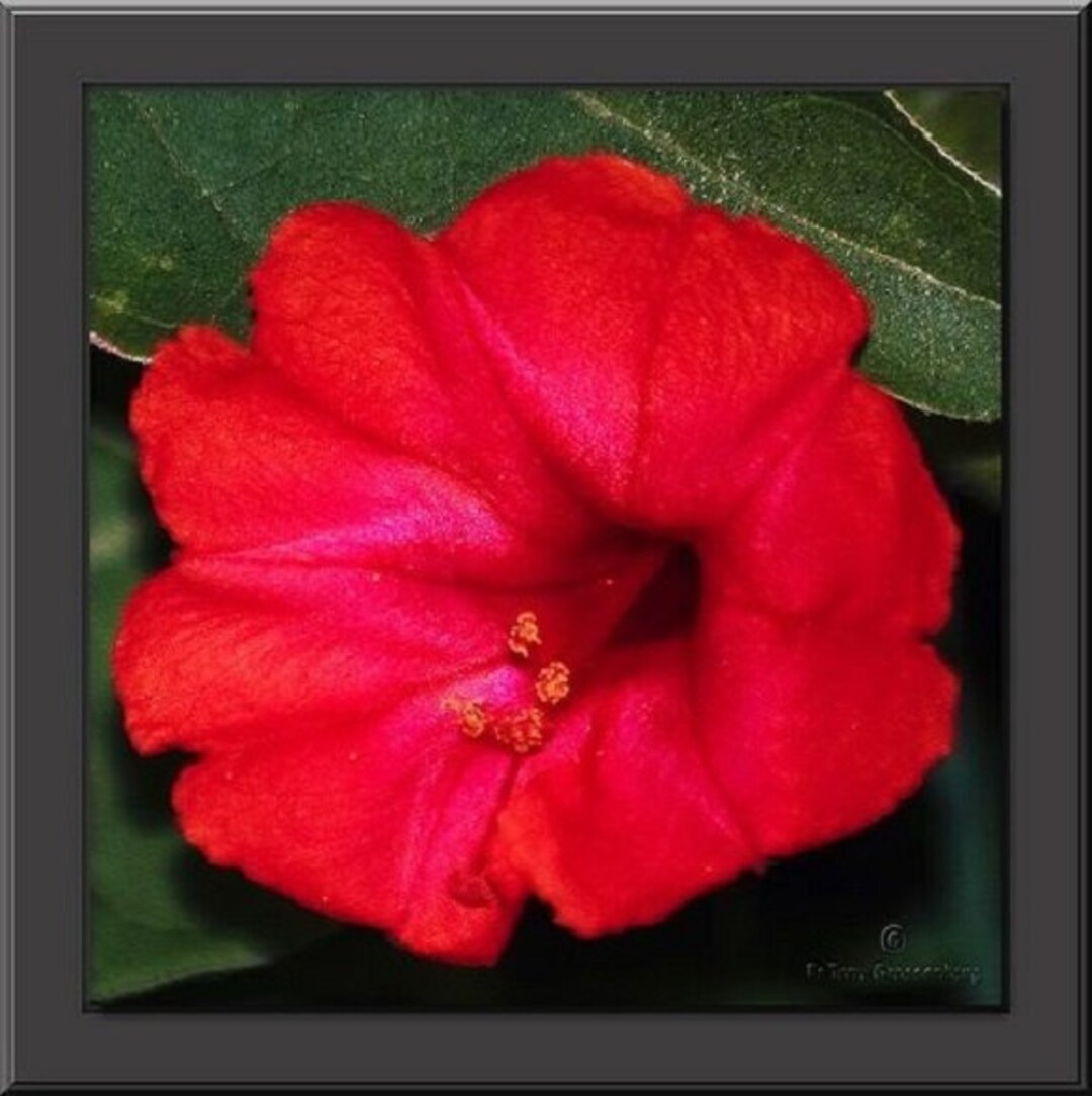 40+ Scarlet Red Four O' Clock / Mirabilis / Jalapa / Perennial / Flower ...