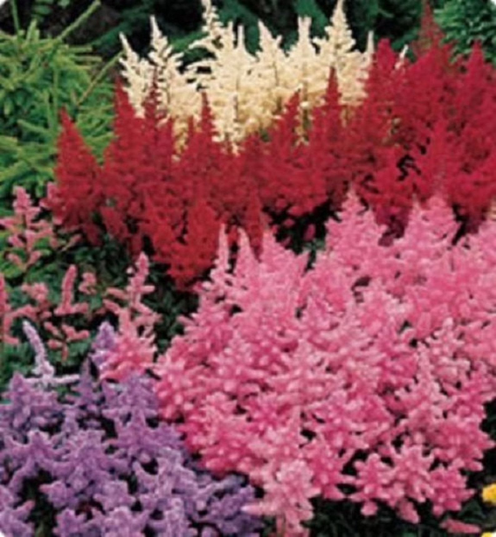 25 Astilbe Mix / Perennial / Flower Seeds. - Etsy Ireland
