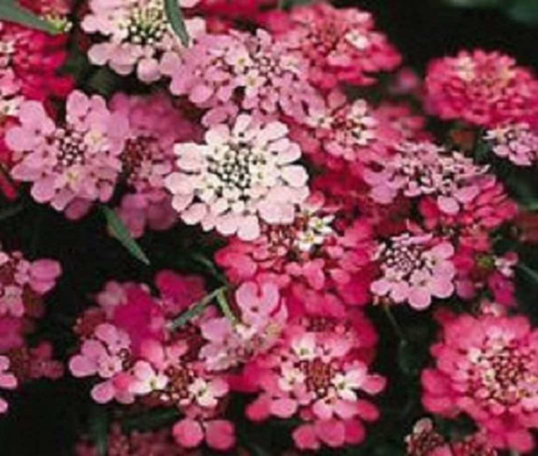 50+ Candy Cane Mix Red Iberis / Candytuft / Umbellata / Annual / Flower ...