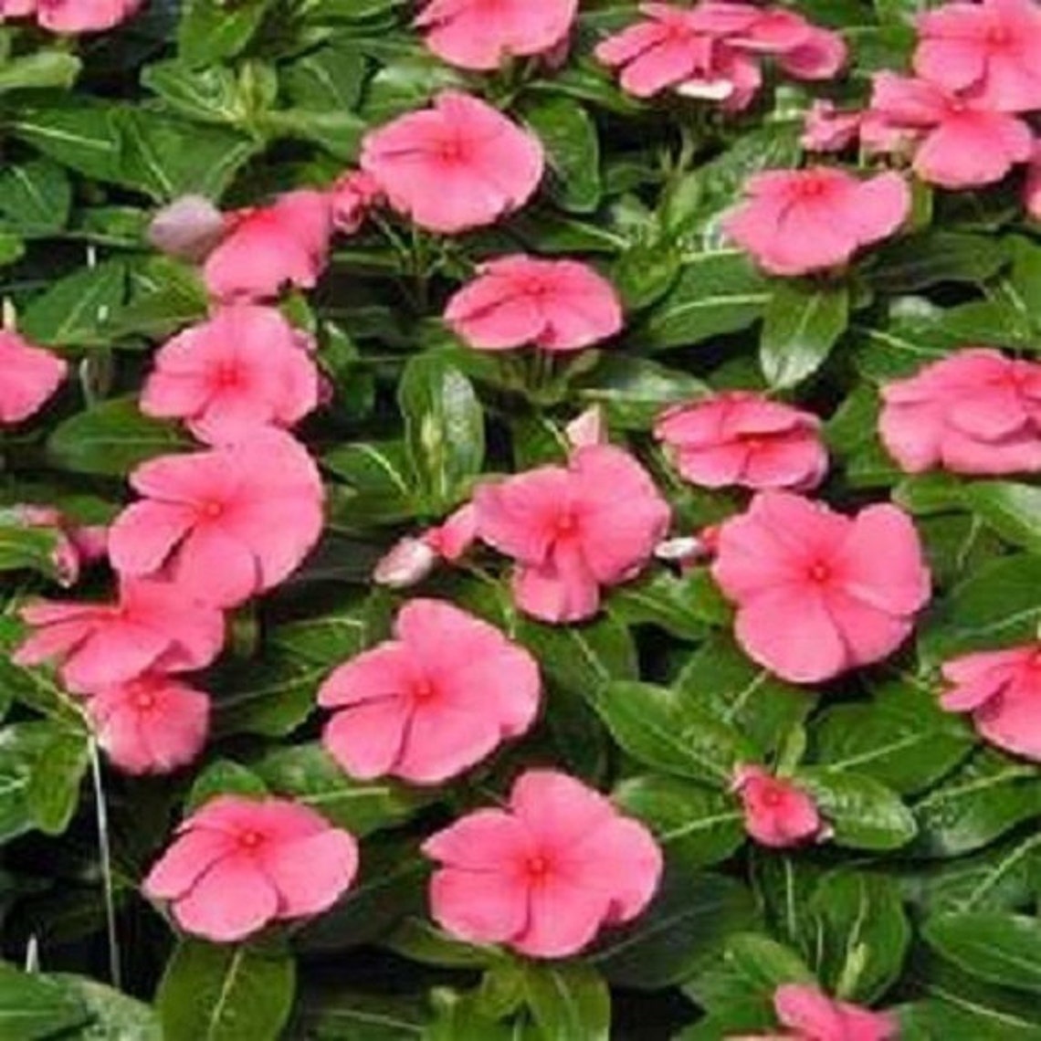 40 Rosea Vinca Periwinkle / Annual / Flower Seeds. | Etsy