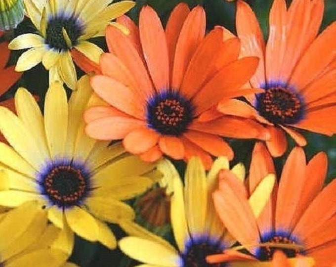 40 African Daisy Mix / Flower Seeds. | Etsy