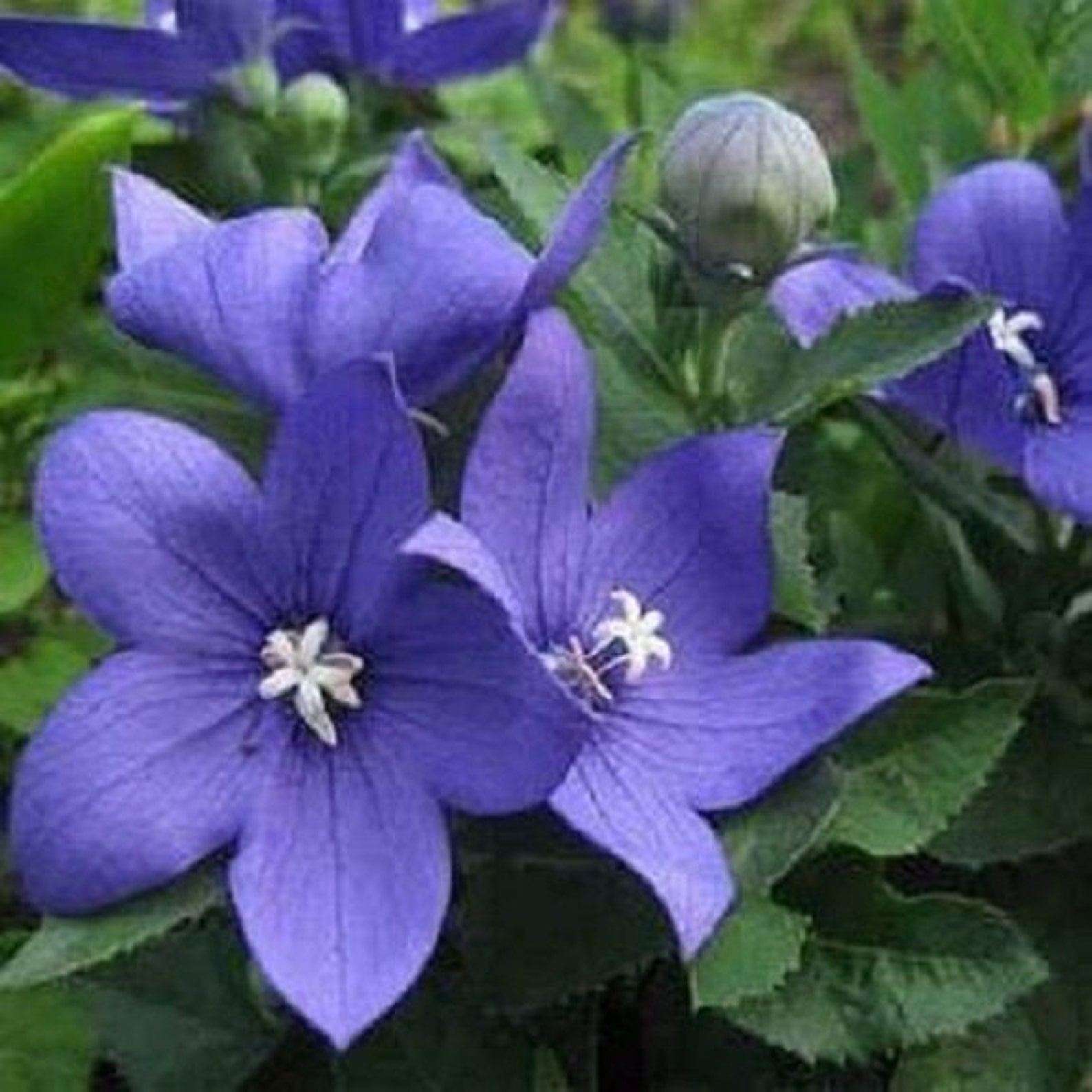40 Platycodon Blue / Balloon Flower / Perennial / Flower Seeds. - Etsy