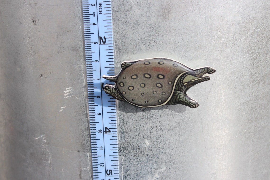 Turtle Magnet Gift for Soft Shelled Turtle Lovers or Turtle - Etsy