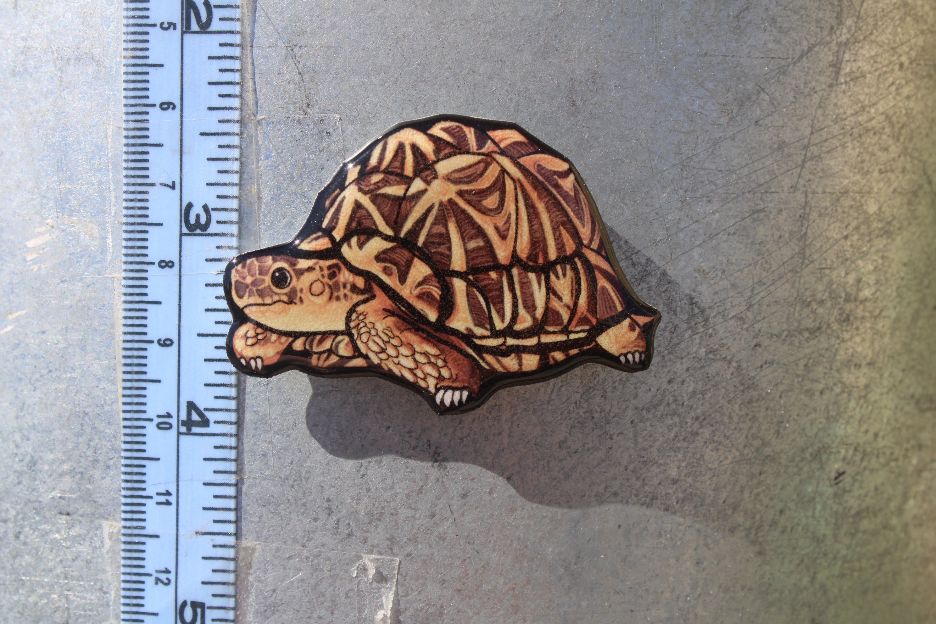 Indian Star Tortoise Magnet: Gift for Turtle Tortoise Love, Vet Tech ...