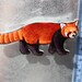 Red Panda Magnet: Gift for Red Panda Lovers Chinese Animal Cute Animal ...