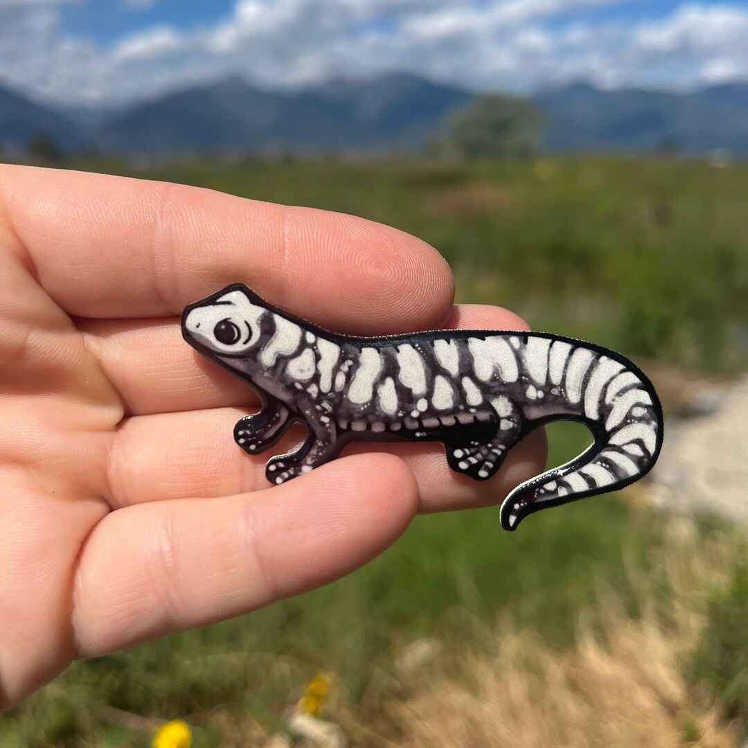 Fridge Salamander Magnet: Gift for Marbled Newt Lover, Vet Tech ...