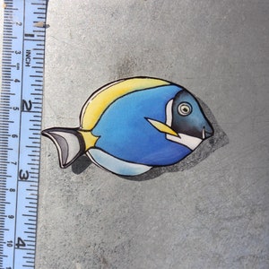 Powder Blue Tang Magnet: Gift for Reef Fish Lvoers, Scuba Divers ...