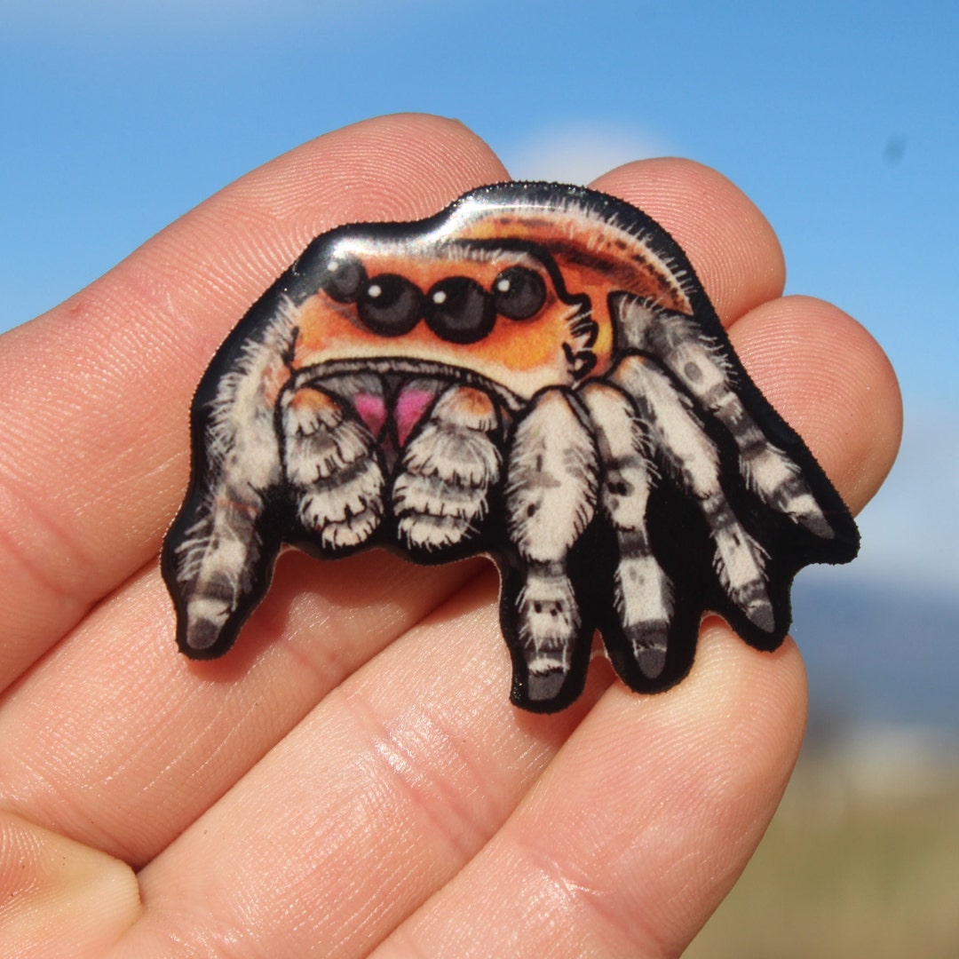 Regal Jumping Spider Magnet Gift for Spider Lover, Vet Techs ...