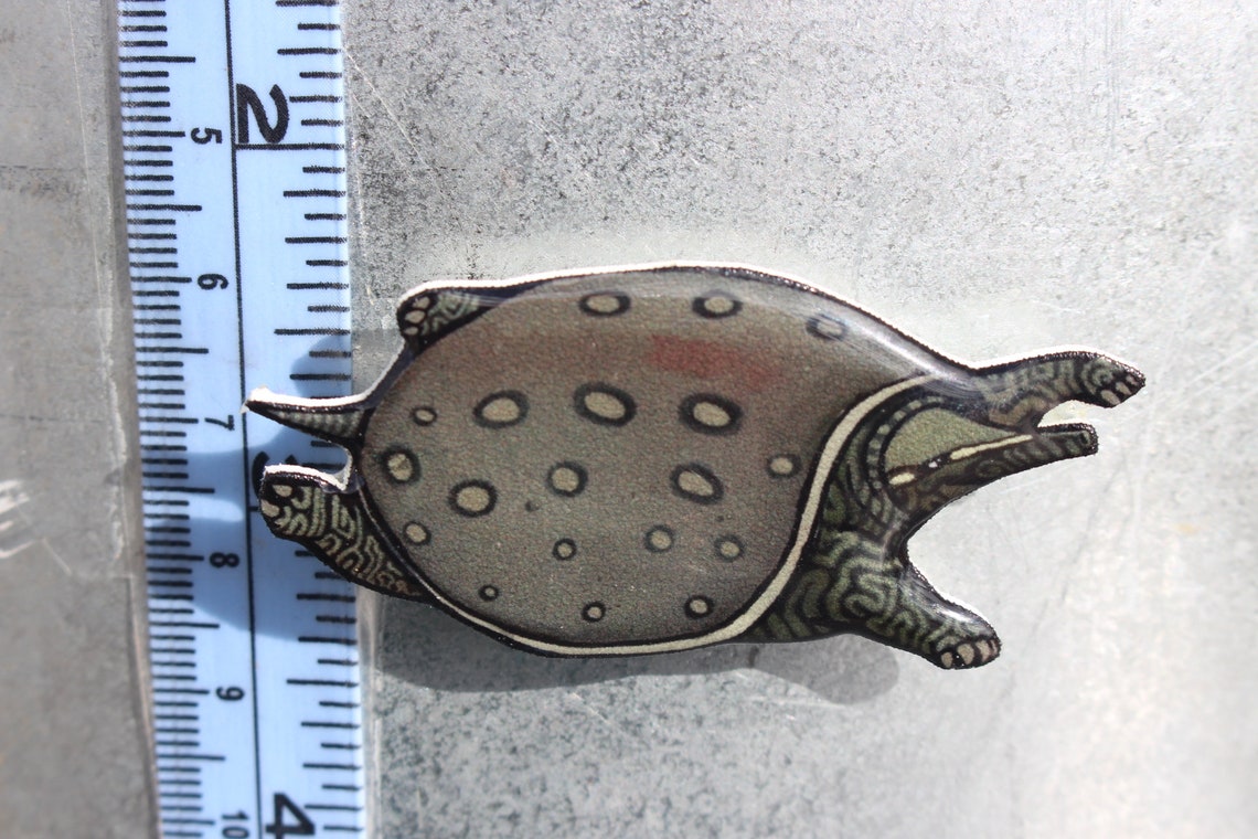 Turtle Magnet Gift for Soft Shelled Turtle Lovers or Turtle - Etsy