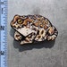 Yosemite Toad Magnet: Gift for Frog Lovers, Vet Techs, Veterinarians ...
