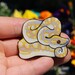 Ball Python Magnet Gift for snake lover or albino ball python | Etsy