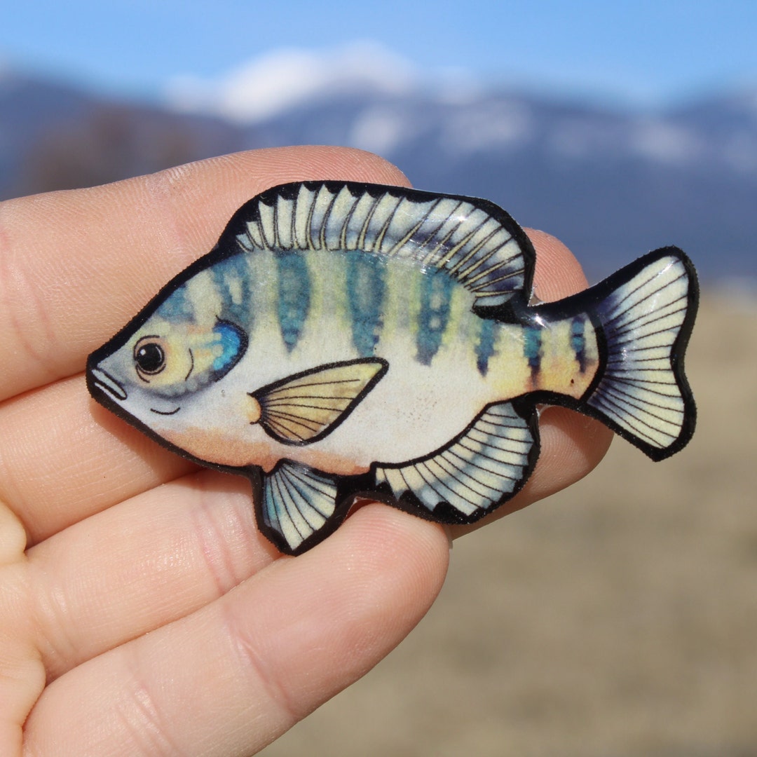 Blue Gill Magnet: Give for Bluegill Fish Lovers, Vet Techs, Fishermen ...