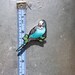 Budgie Magnet: Gift for Parakeet Bird Lovers, Vet Techs, Veterinarians ...