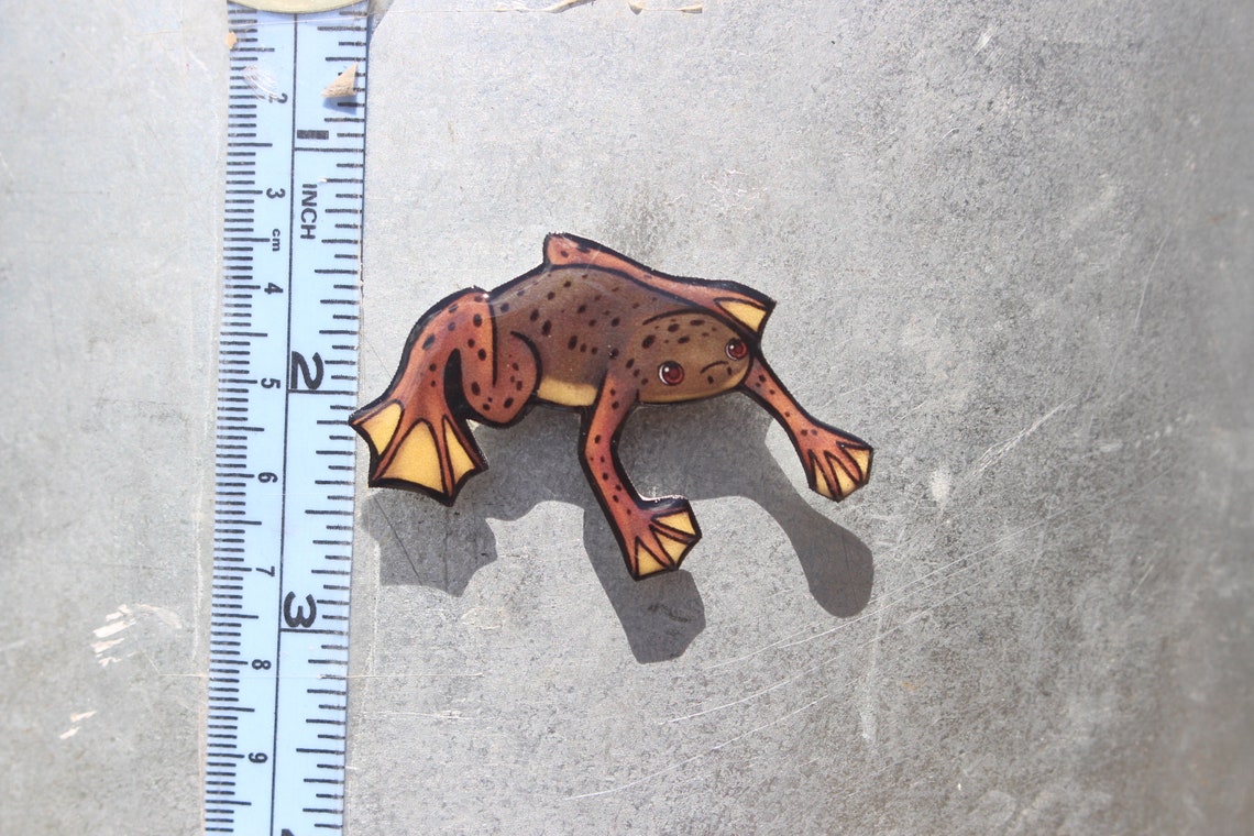 Dwarf Frog magnet Gift for African Clawed Frog lovers vet | Etsy