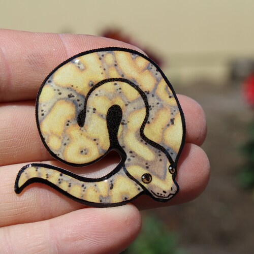 Ball Python Magnet Gift for Snake Lover or Albino Ball Python - Etsy
