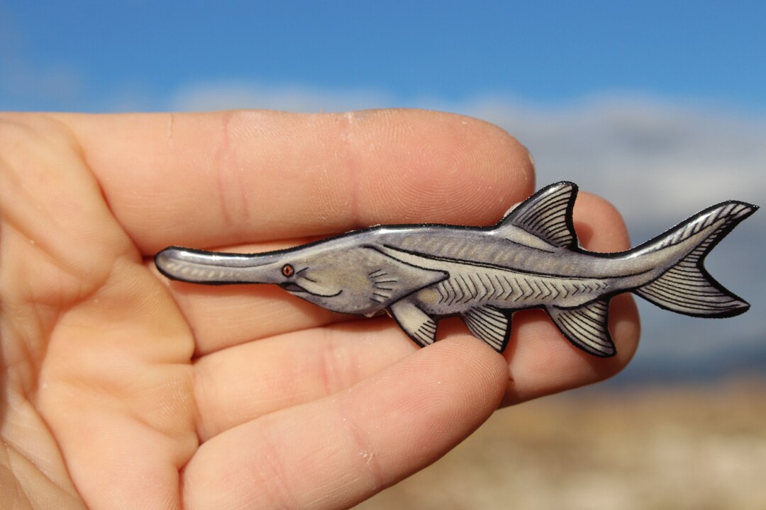 Paddlefish Magnet: Gift for Fish Lovers, Teachers Gamefisher, Fishermen ...