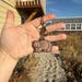 Wood Wombat Keychain: Gift for Animal Lovers, Vet Techs, Veterinarians ...