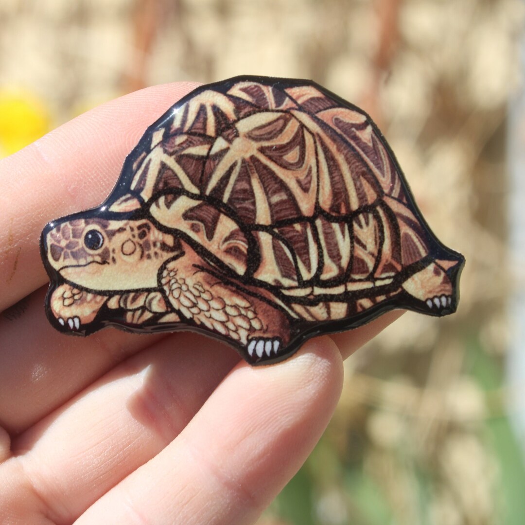 Indian Star Tortoise Magnet: Gift for Turtle Tortoise Love, Vet Tech ...