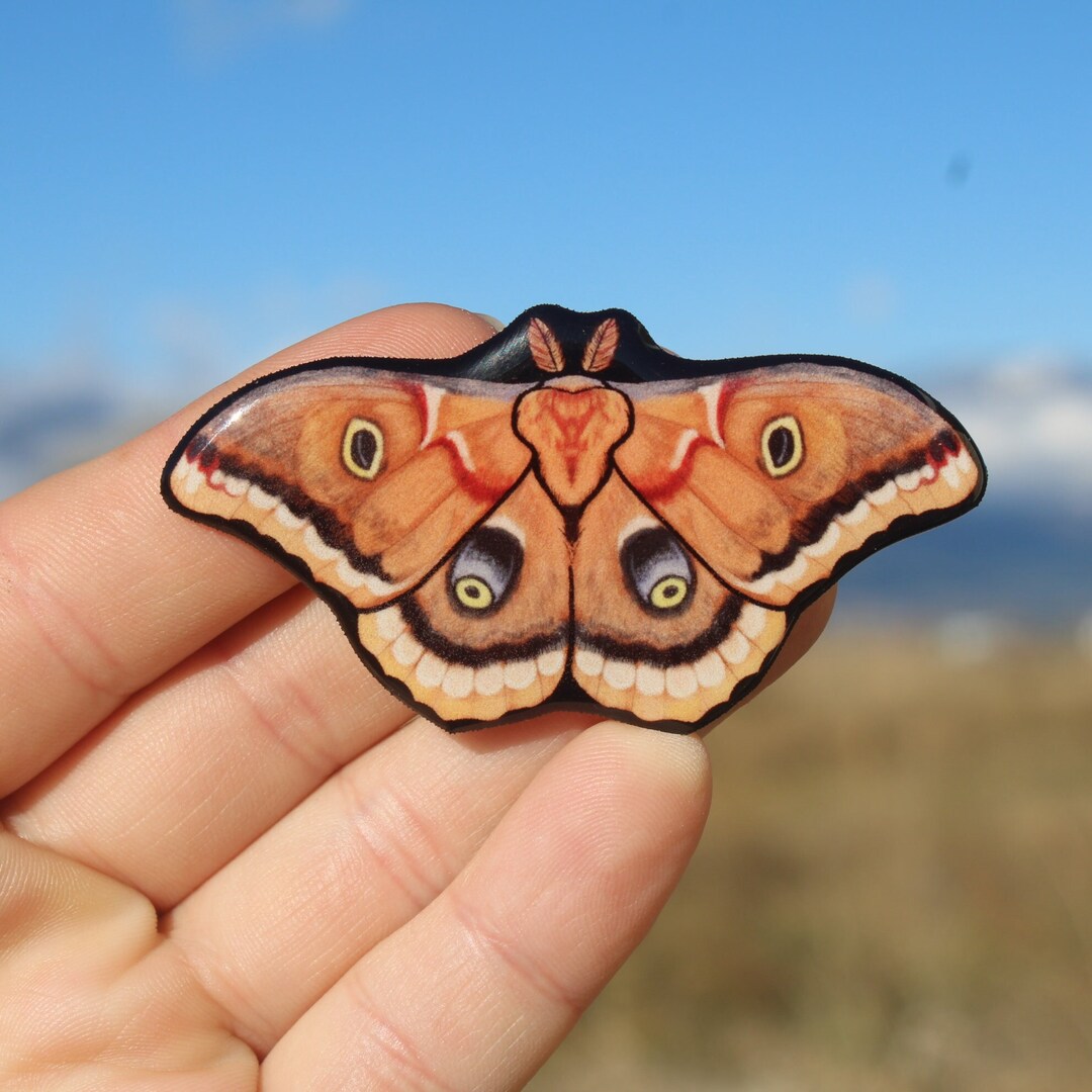 Polyphemus Moth : Gift for Bug Lover, Teachers, Zookeepers, Gardeners ...