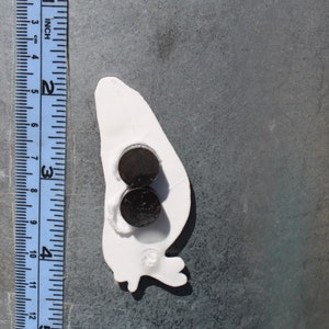 Common Slug Magnet: Gift for Gardener's, Bug Lovers, Vet Techs ...