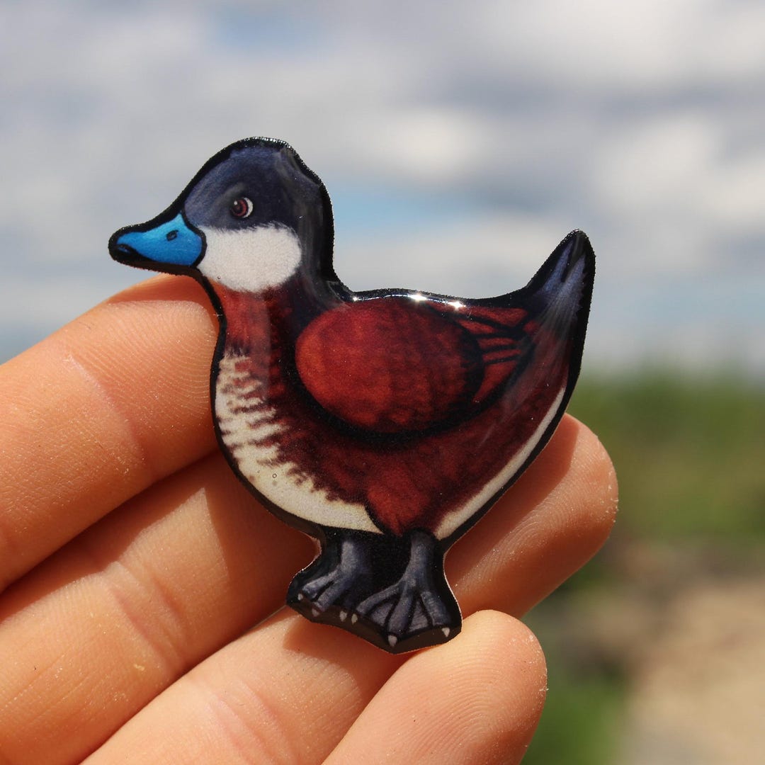 Ruddy Duck Magnet: Gift for Bird Lovers, Farmers, Vet Techs, Teachers ...