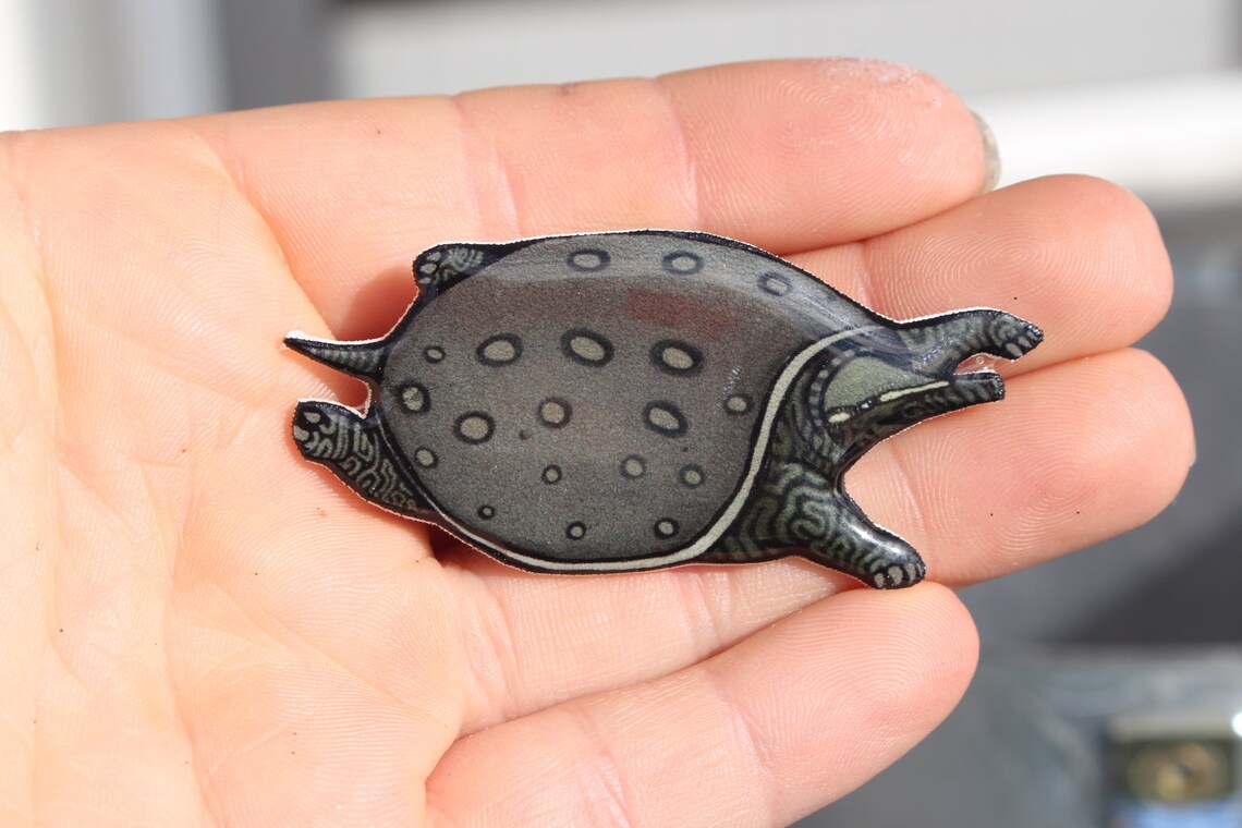 Turtle Magnet Gift for Soft Shelled Turtle Lovers or Turtle - Etsy