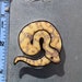 Banana Ball Python Magnet : Gift for Snake Lover Vet Tech - Etsy