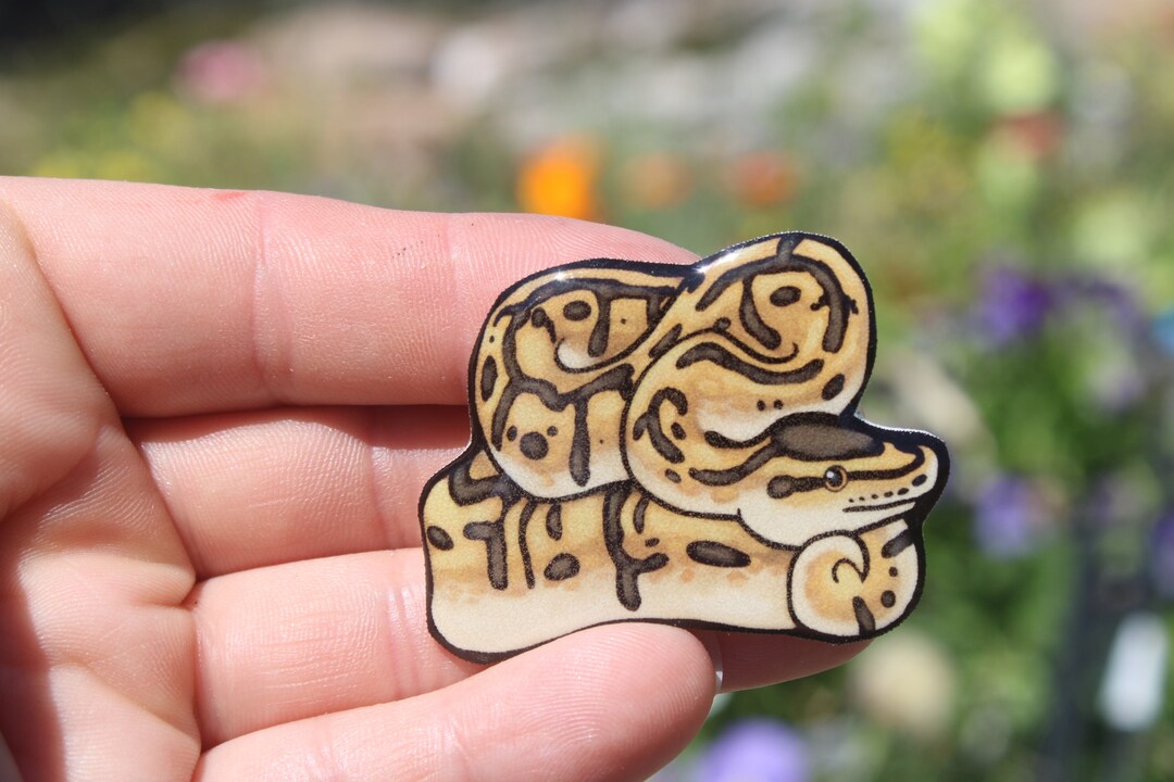 Ball Python Magnet: Gift for Snake Lovers, Vet Techs, Veterinarians ...