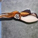 Squid Magnet: Gift for Squid Lovers or Scuba Divers Cute Ocean Animal ...