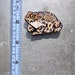 Yosemite Toad Magnet: Gift for Frog Lovers, Vet Techs, Veterinarians ...
