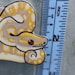 Ball Python Magnet Gift for Snake Lover or Albino Ball Python Loss ...