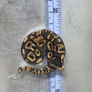 Ball Python Magnet Gift for snake lover or python loss | Etsy