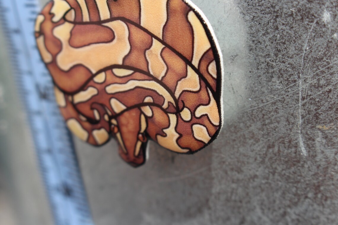 Ball Python Magnet Gift for Snake Lover for Locker or Fridge - Etsy