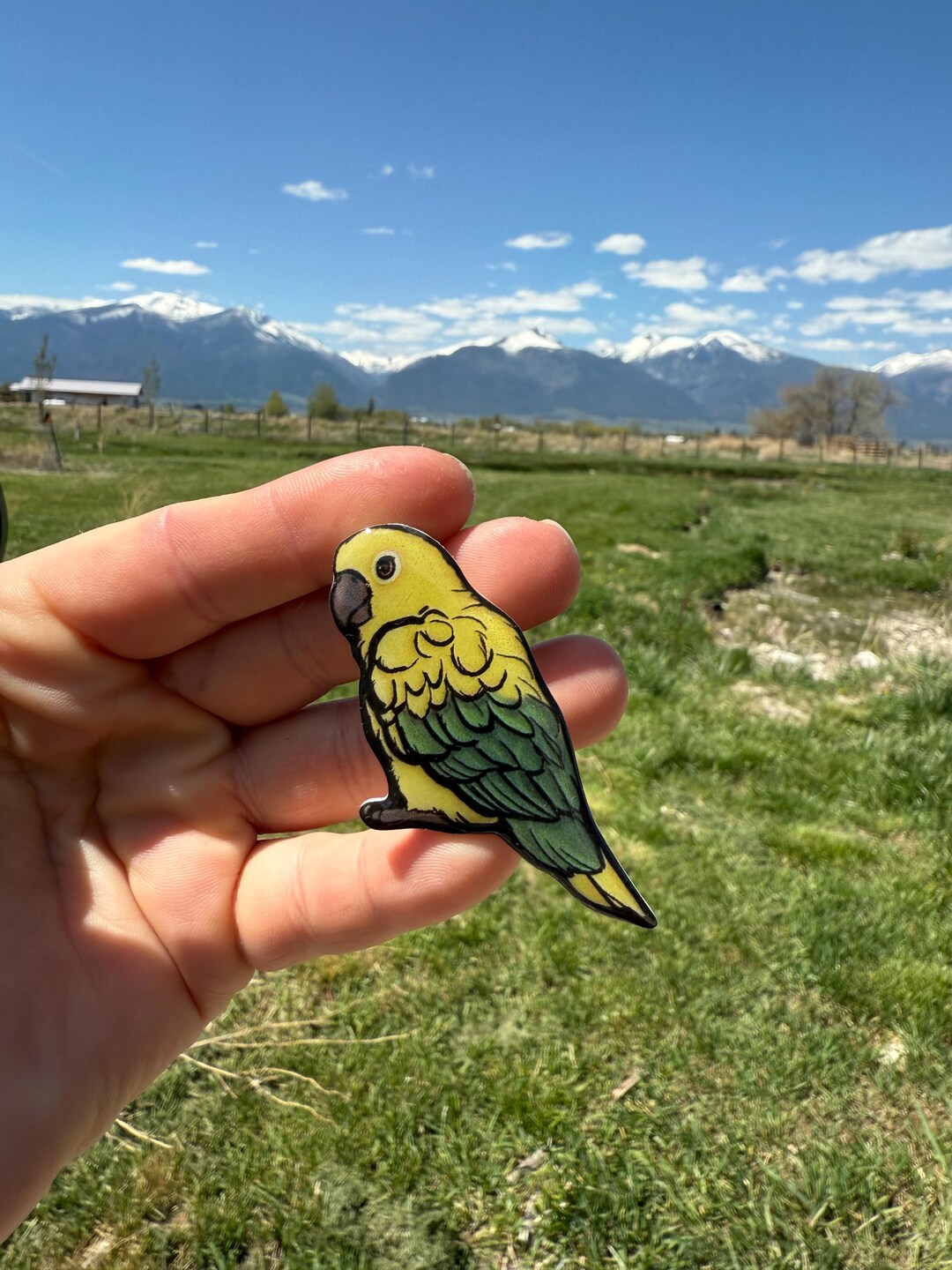 Golden Conure Parakeet Magnet: Gift for Bird Animal Lover, Vet Tech ...