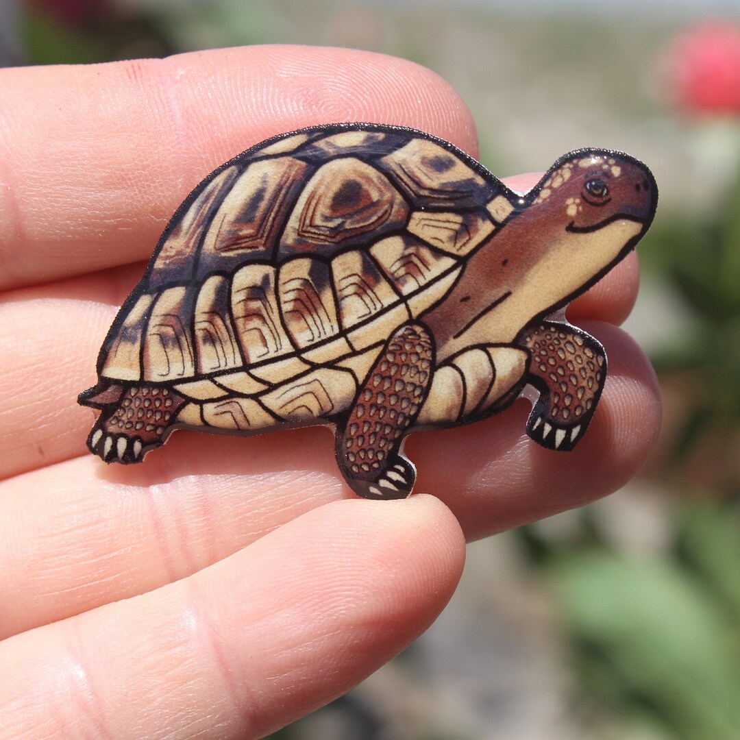 Hermann Tortoise Magnet: Gift for Turtle Tortoise Love, Vet Tech ...