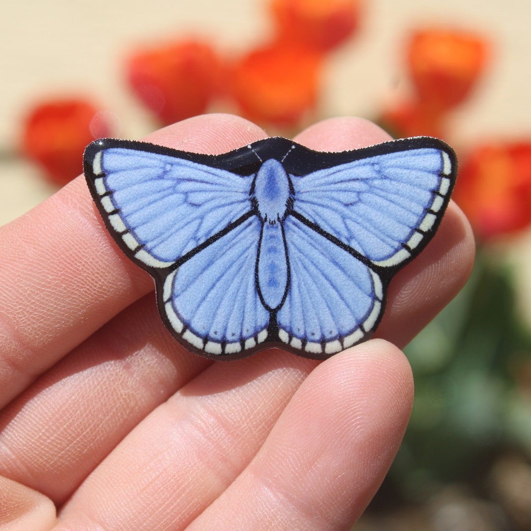 Common Blue Butterfly Magnet: Gift for Polyommatus Icarus Lovers ...