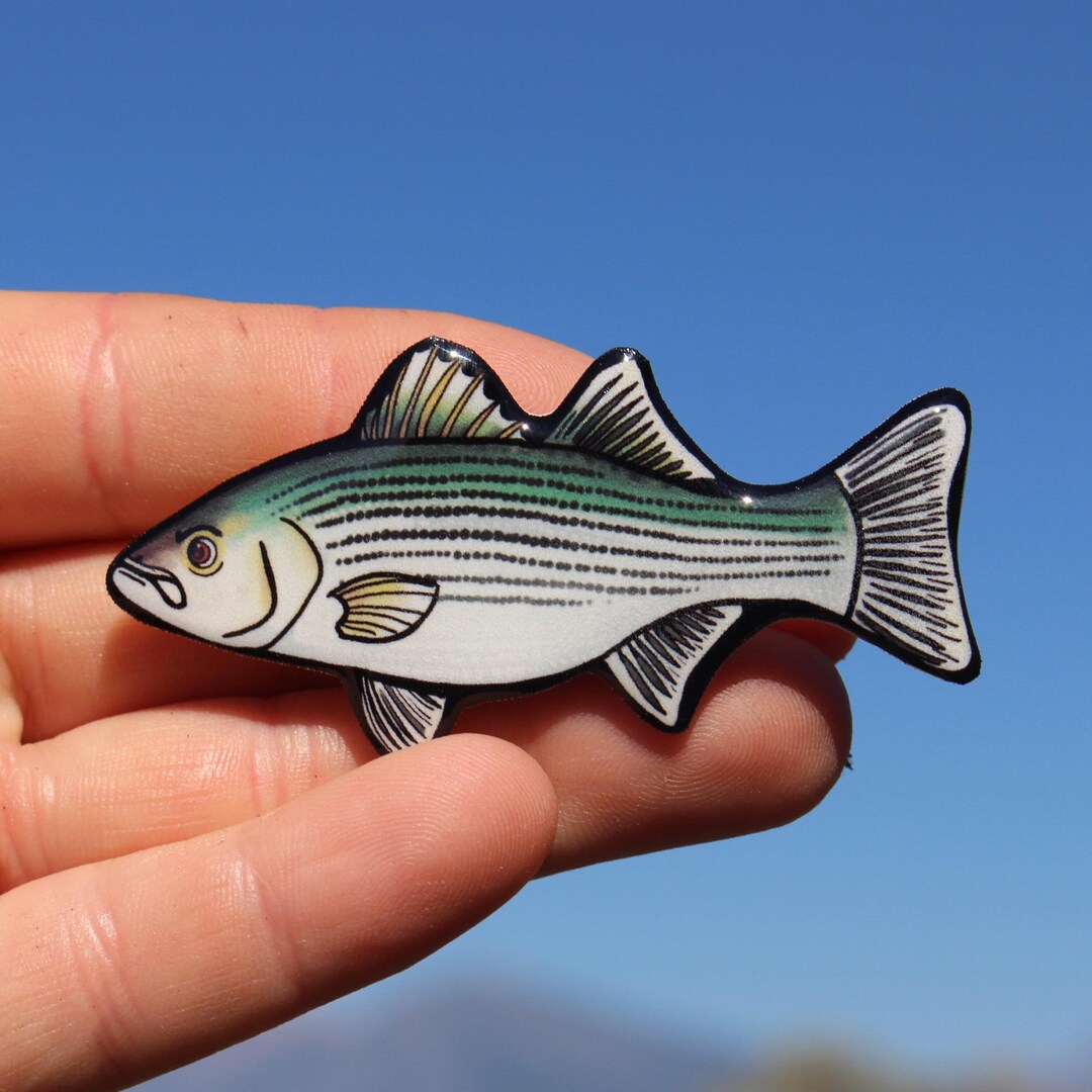 Striped Bass Magnet: Great Gift for Fisherman or Fisherwomen Game Fish ...