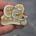 Ball Python Magnet Gift for Snake Lover or Albino Ball Python Loss ...