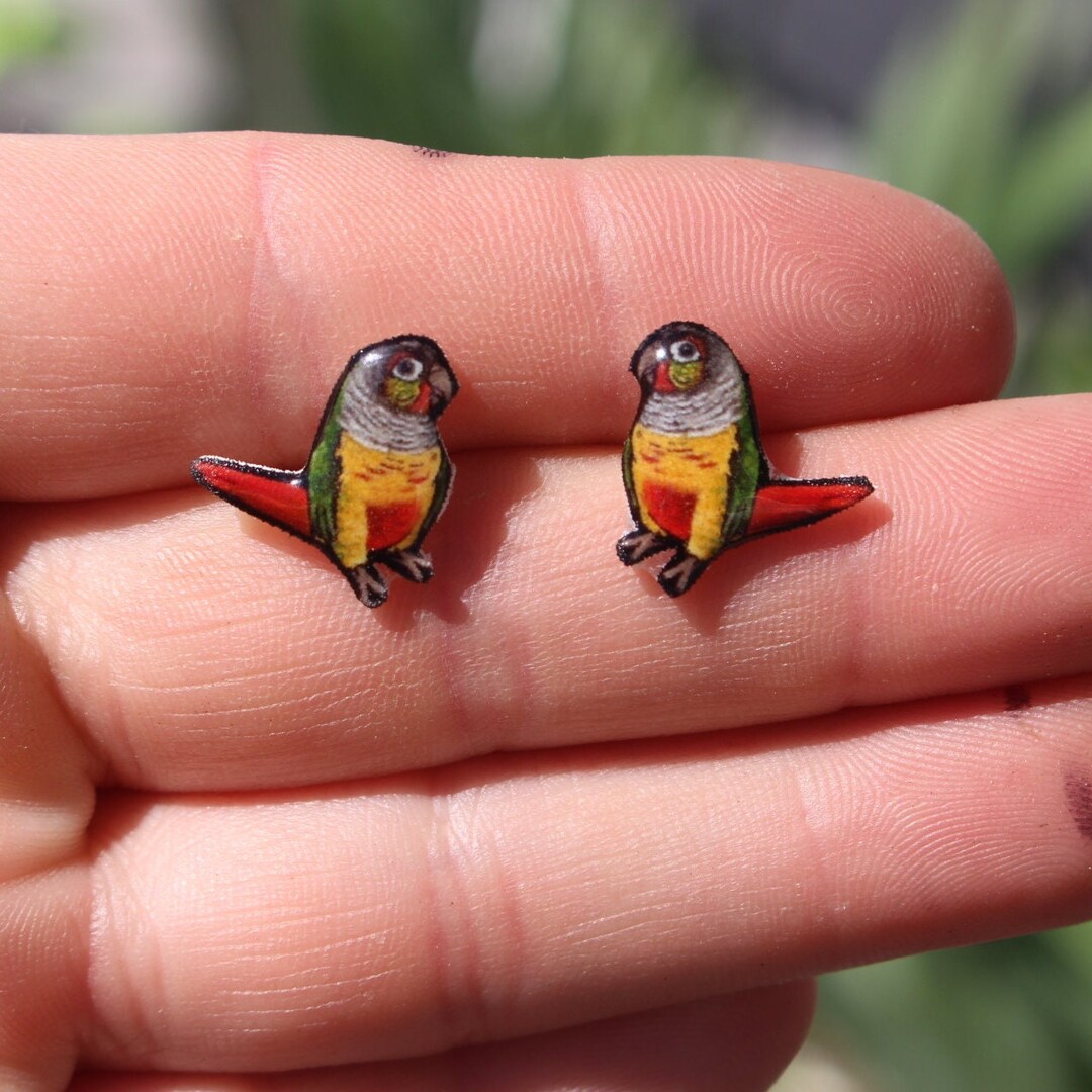 Conure Earring : Stainless Steel Posts for Sensitive Ears Great Gift ...
