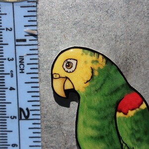 Amazon Parrot Magnet Gift for parrot lovers,zookeepers, vet techs ...
