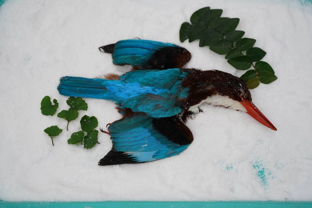 White Throated Kingfisher Salted Skin, Salt Skin Bird Taxidermy Mounted ...