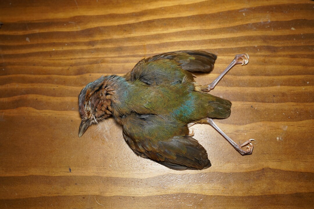 Blue Rumped Pitta Salted Skin, Salt Skin Bird Taxidermy Mounted - Etsy
