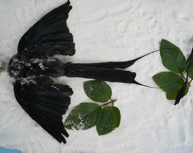 Greater Racquet-tailed Drongo Tail Salted Skin Salt Skin Bird Taxidermy ...