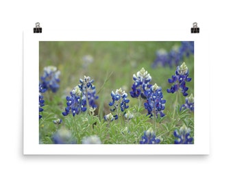 Bluebonnet printable | Etsy
