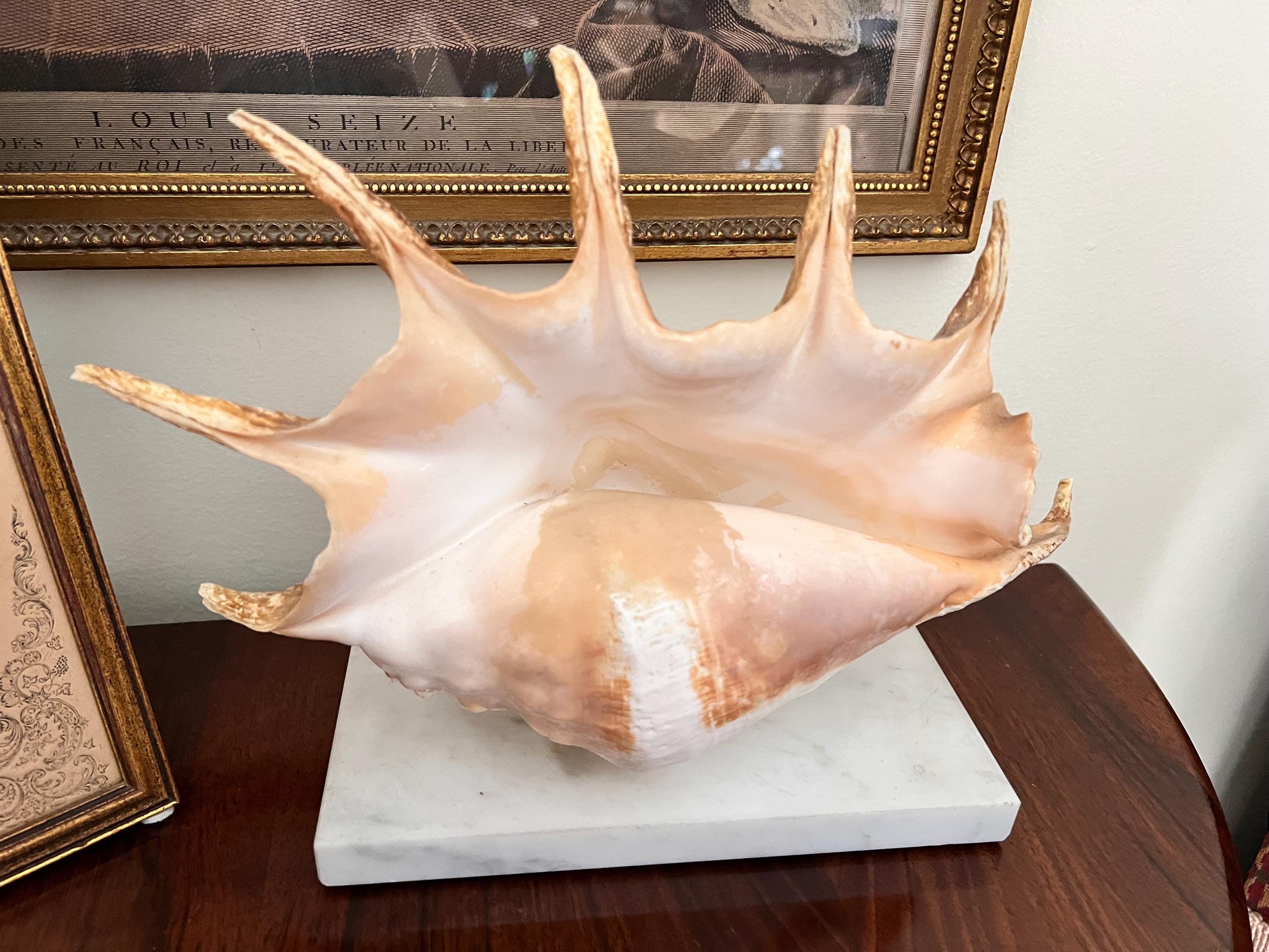Beautiful 7-spines Large Spider Conch Shell Mounted on Marble Base - Etsy