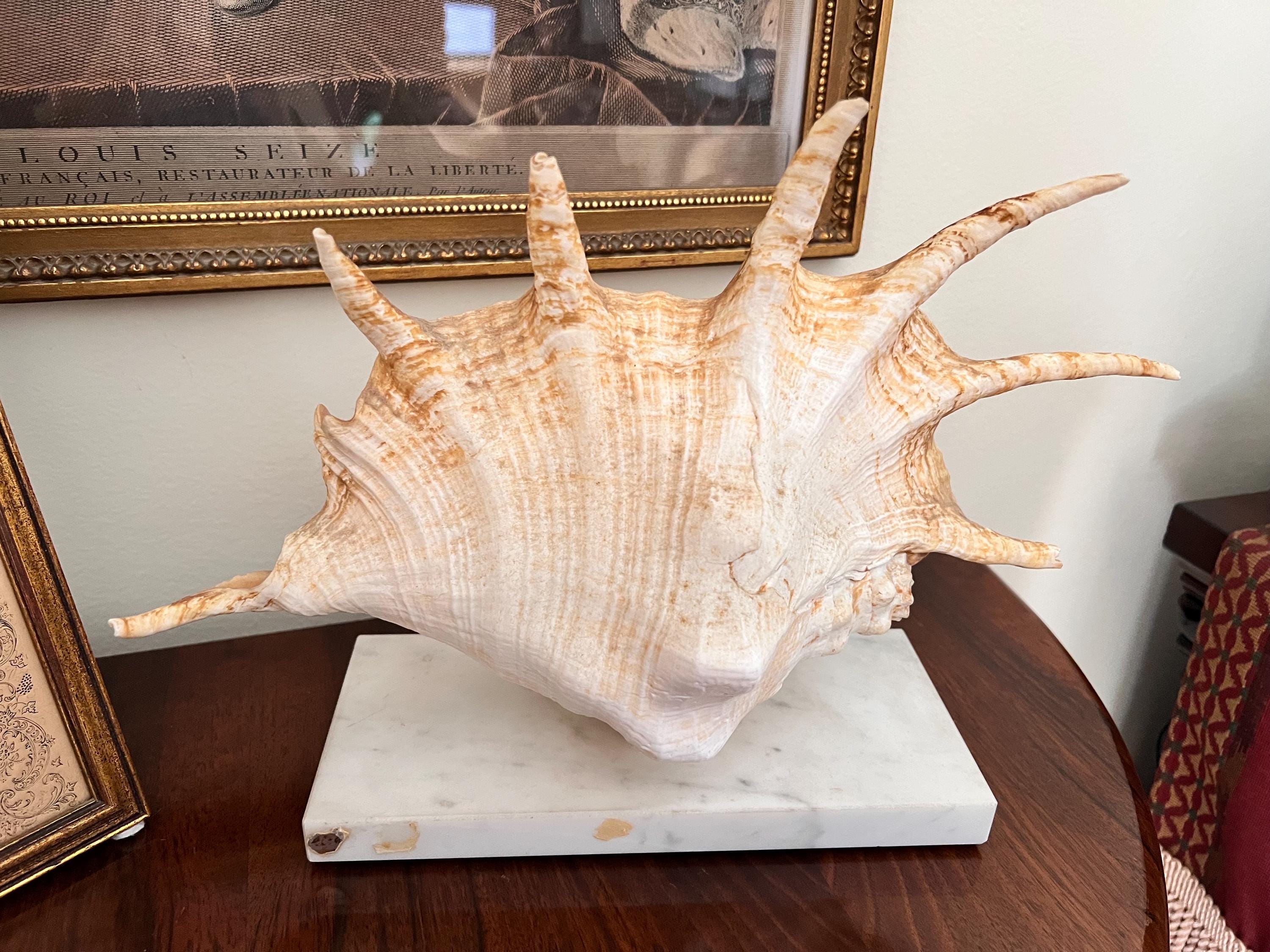 Beautiful 7-spines Large Spider Conch Shell Mounted on Marble Base - Etsy