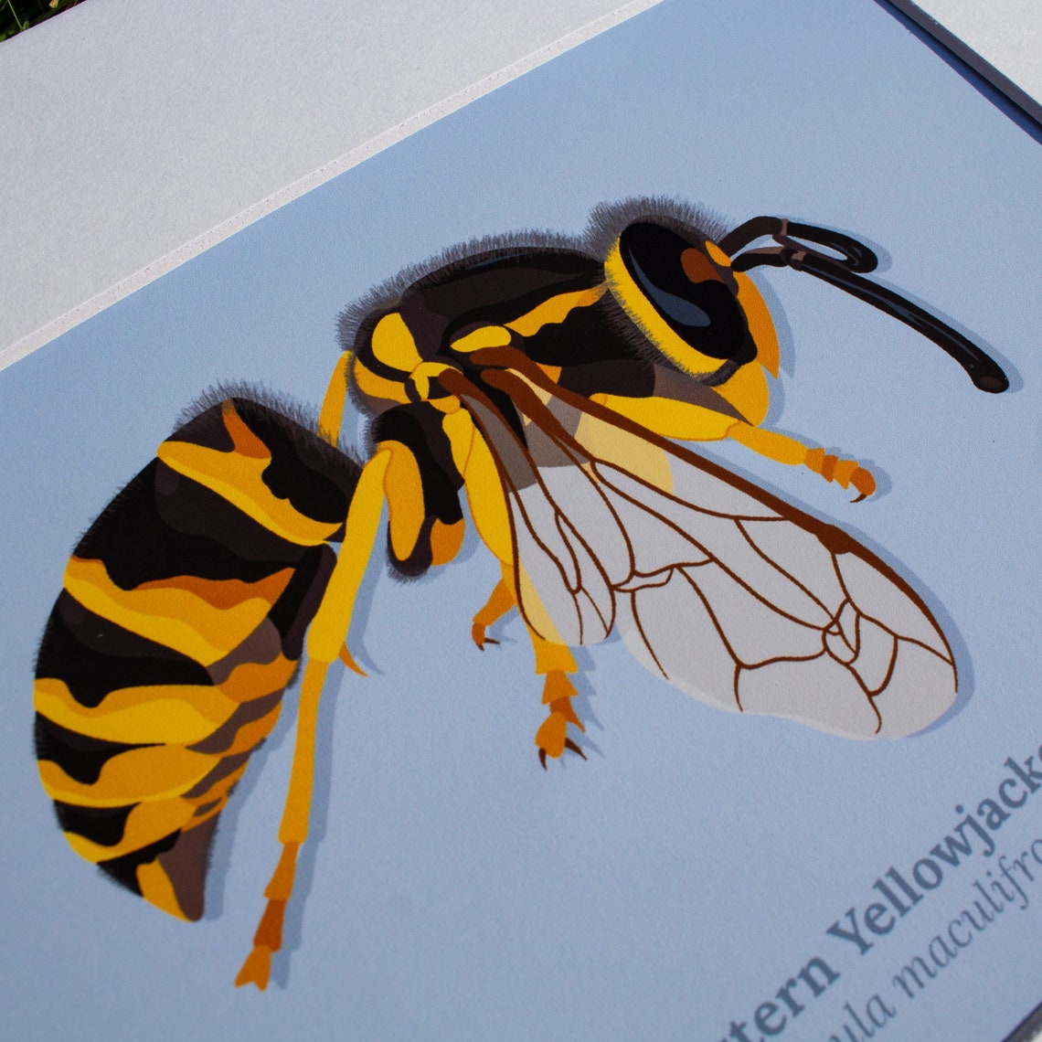 Eastern Yellowjacket Original Illustration Print - Etsy