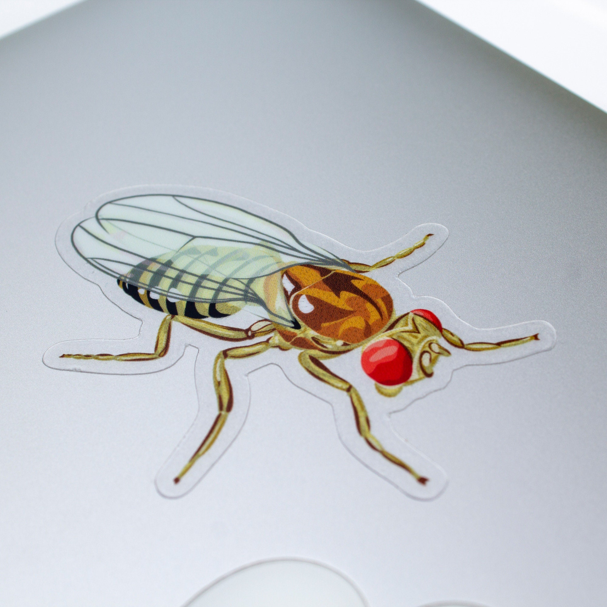 Transparent Drosophila Melanogaster Original Illustration Sticker - Etsy